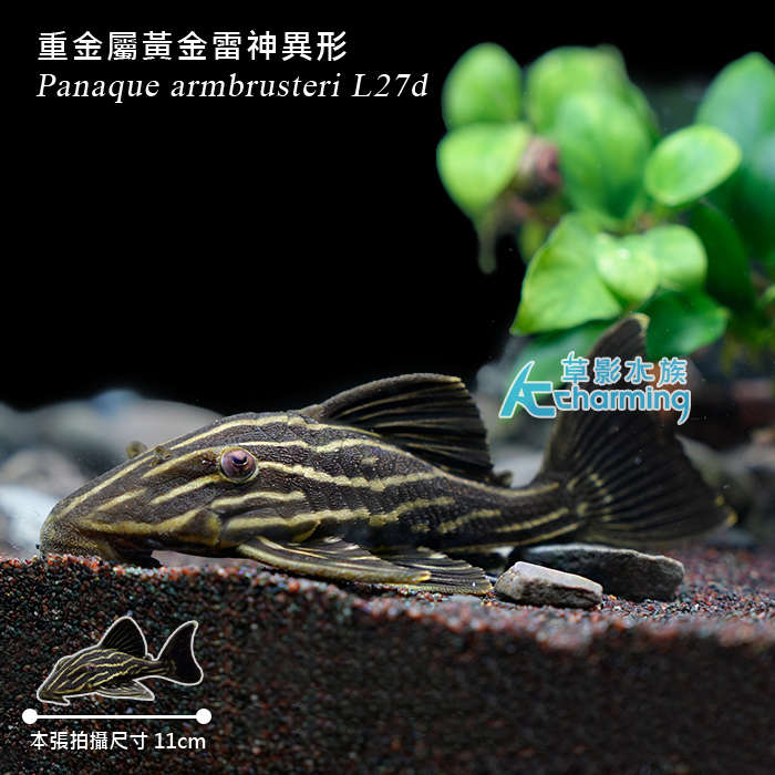 L27d 重金屬黃金雷神皇冠豹異型（11cm） 003_ 異型魚_活體販售_AC草影水族 【水草，水晶蝦，水族用品專賣店】